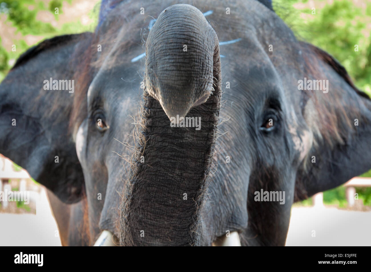 Elephantine head hi-res stock photography and images - Alamy