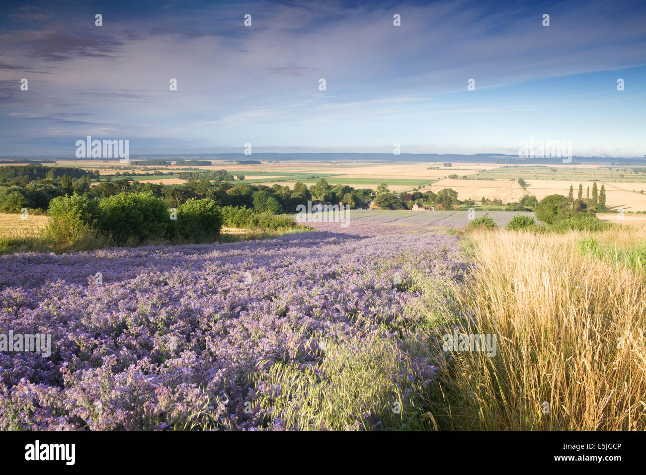 The countryside of North Lincolnshire near the village of Bonby, with ...