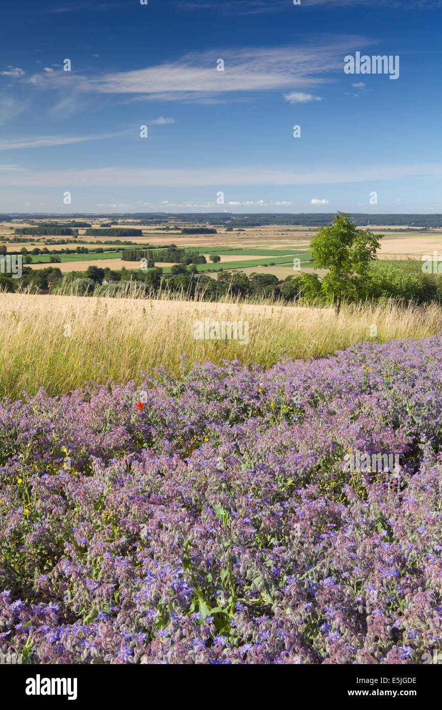 The countryside of North Lincolnshire near the village of Bonby, with ...