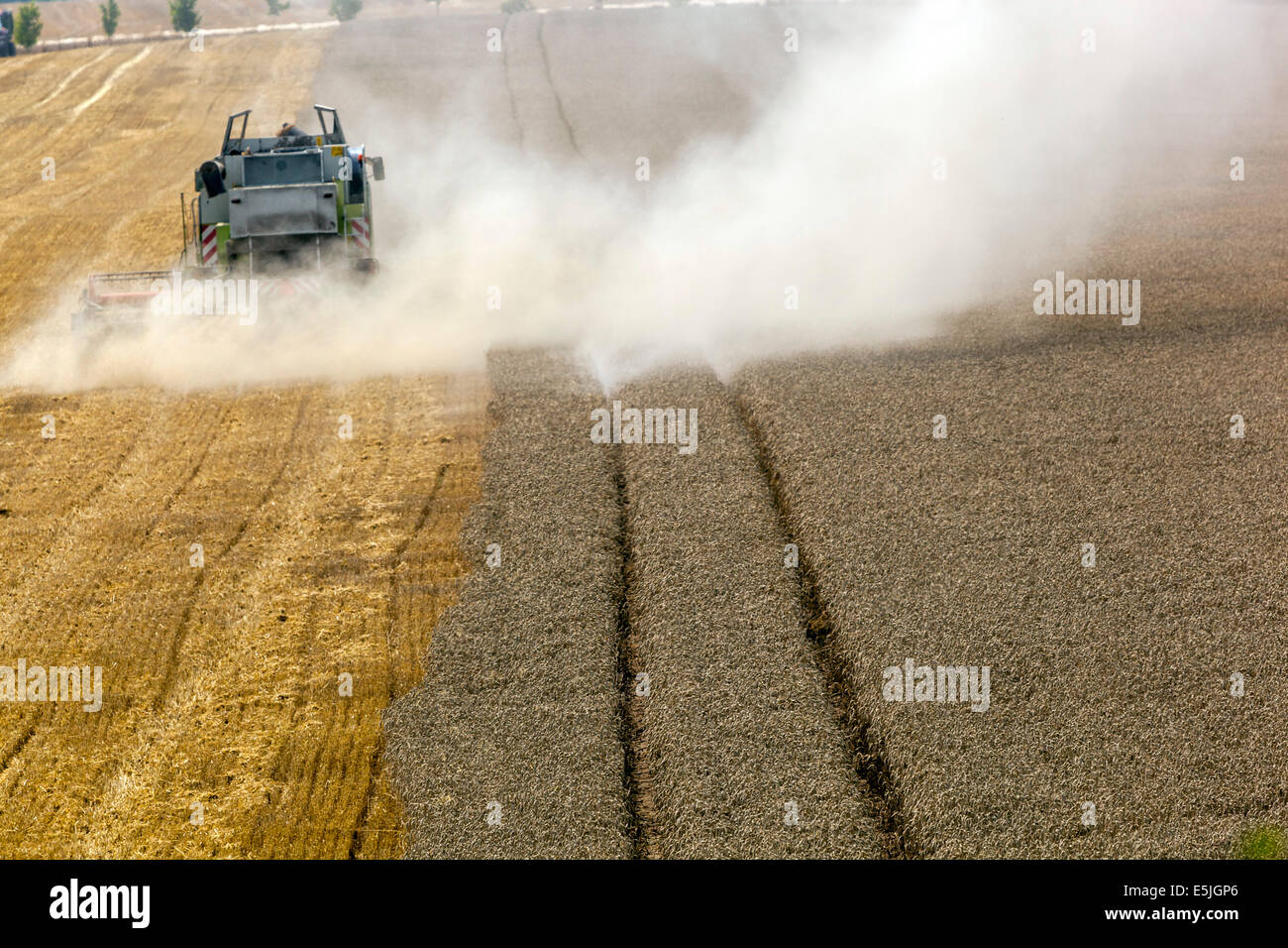 Combine harvesting wheat on a field, Czech Republic Stock Photo - Alamy