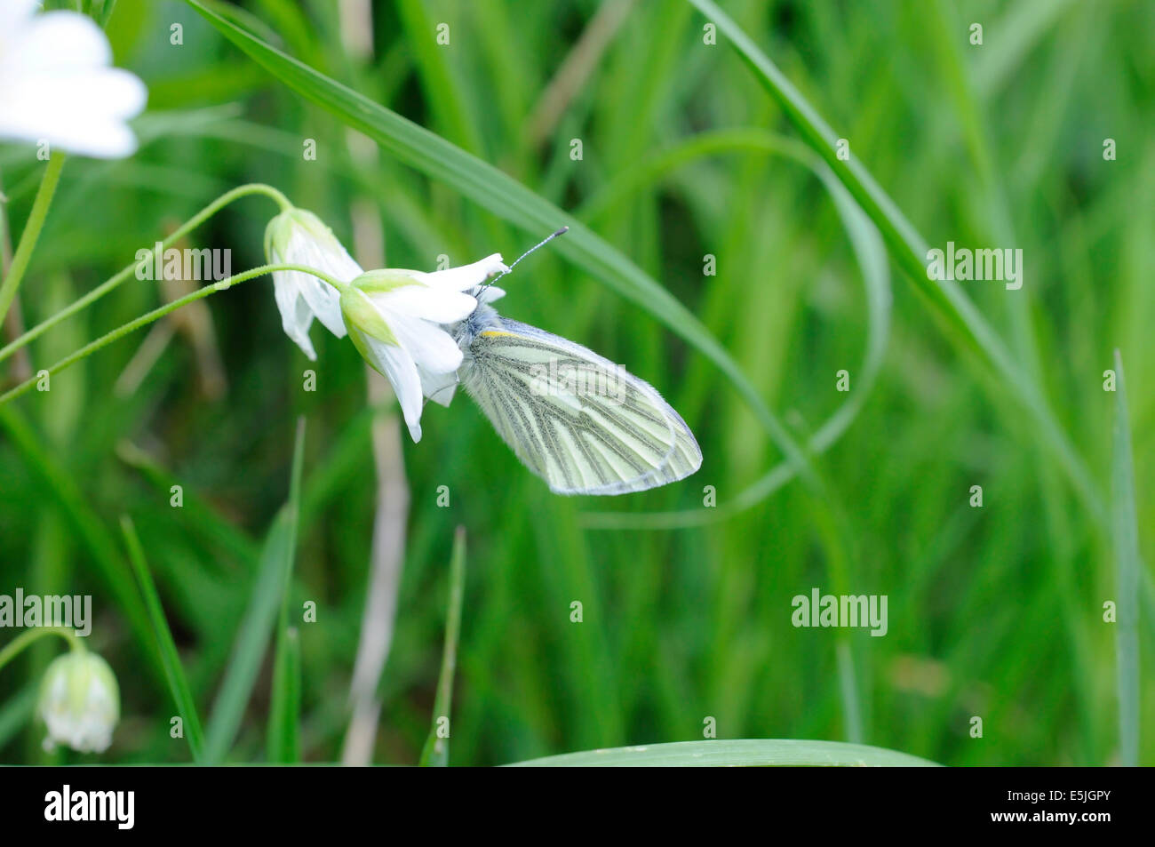 Green Veined White Butterfly Stock Photos & Green Veined White ...