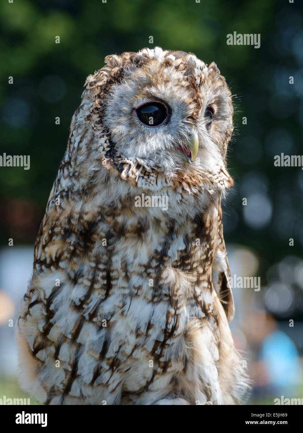 "Worstead Festival" in the county of Norfolk, UK Stock Photo - Alamy