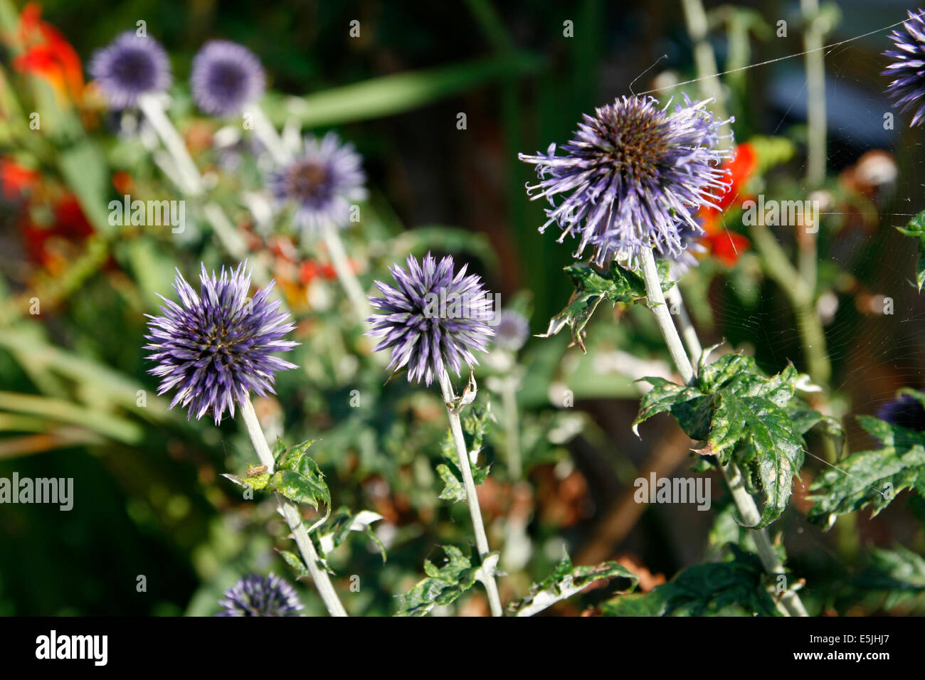 Globe Thistle Echinops Worcester Worcestershire England UK Stock Photo ...
