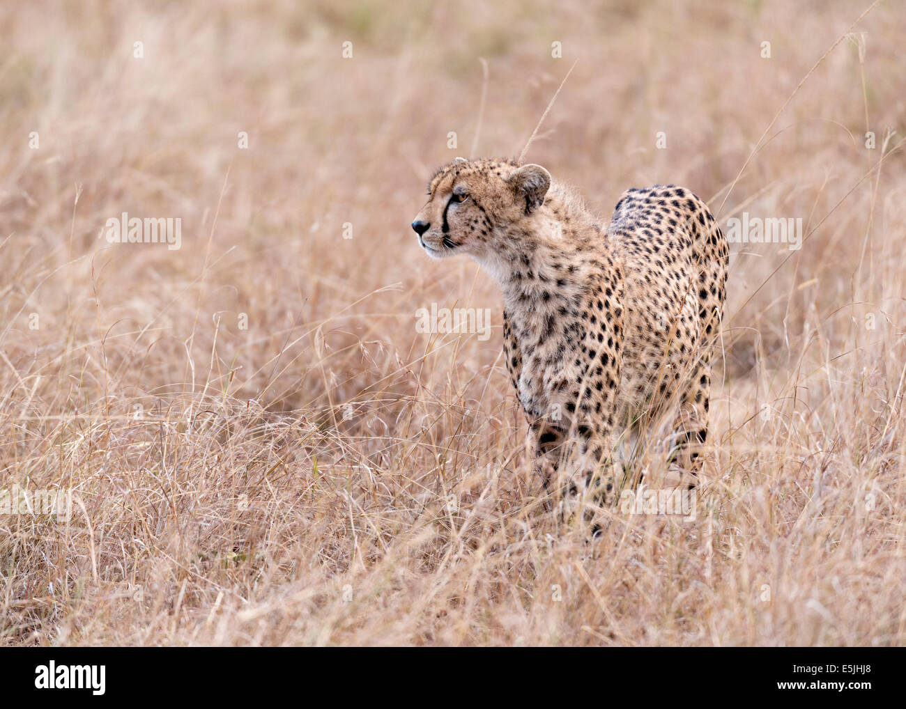 Cheetah 1 hi-res stock photography and images - Alamy