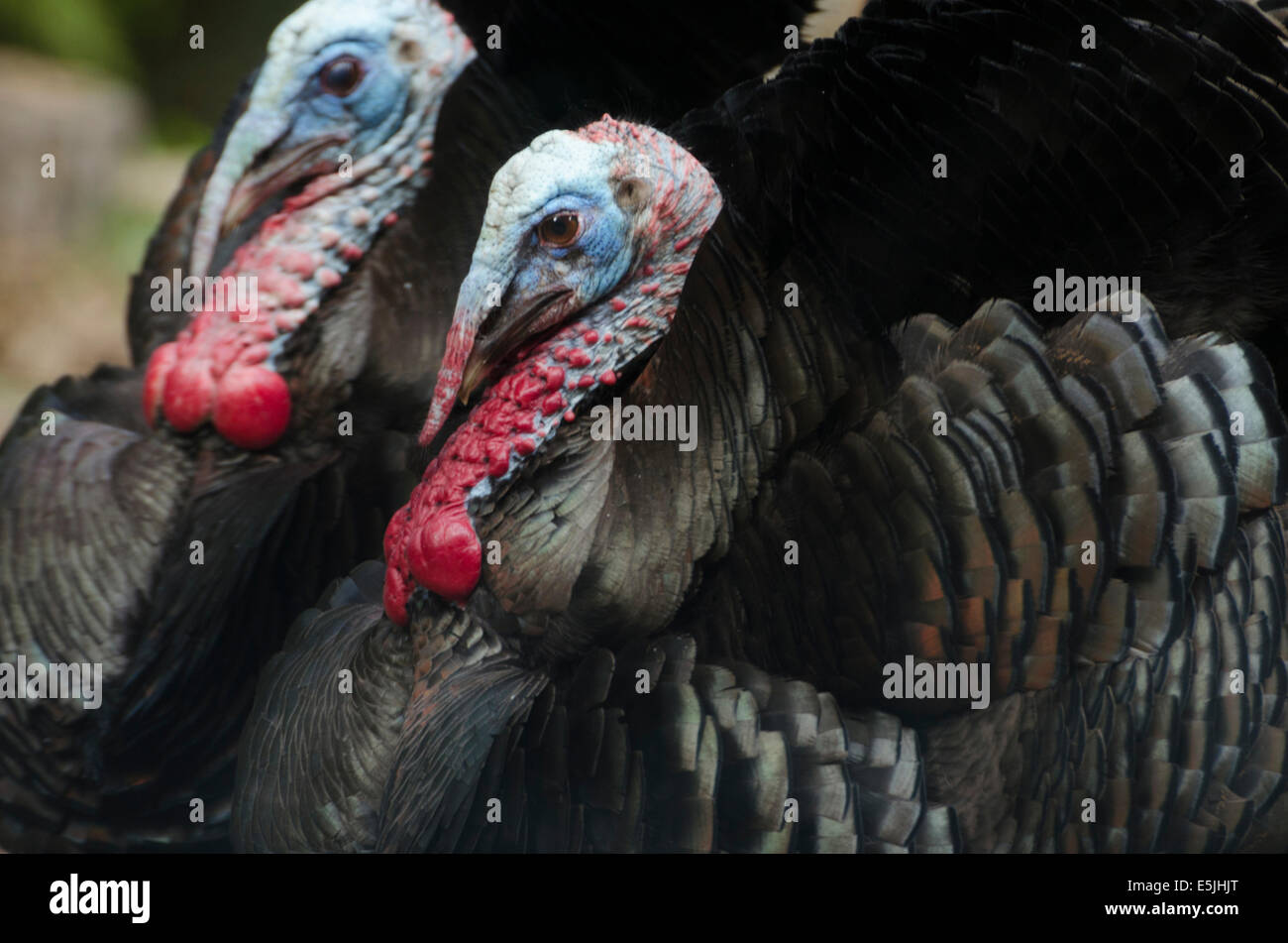 Engorged hi-res stock photography and images - Alamy