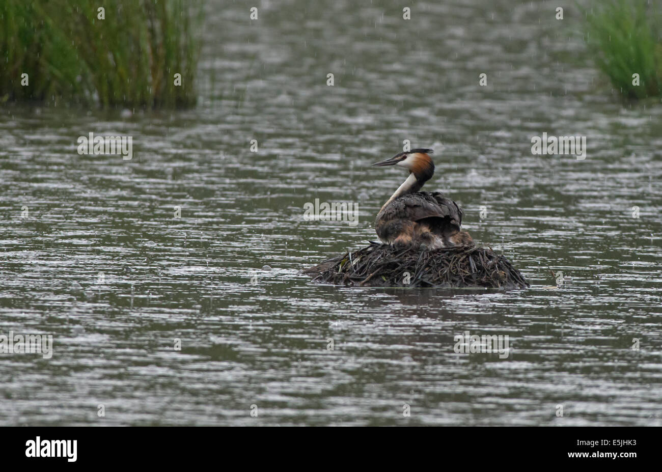 Great Crested Grebe-Podiceps cristatus on nest during rainfall Stock ...