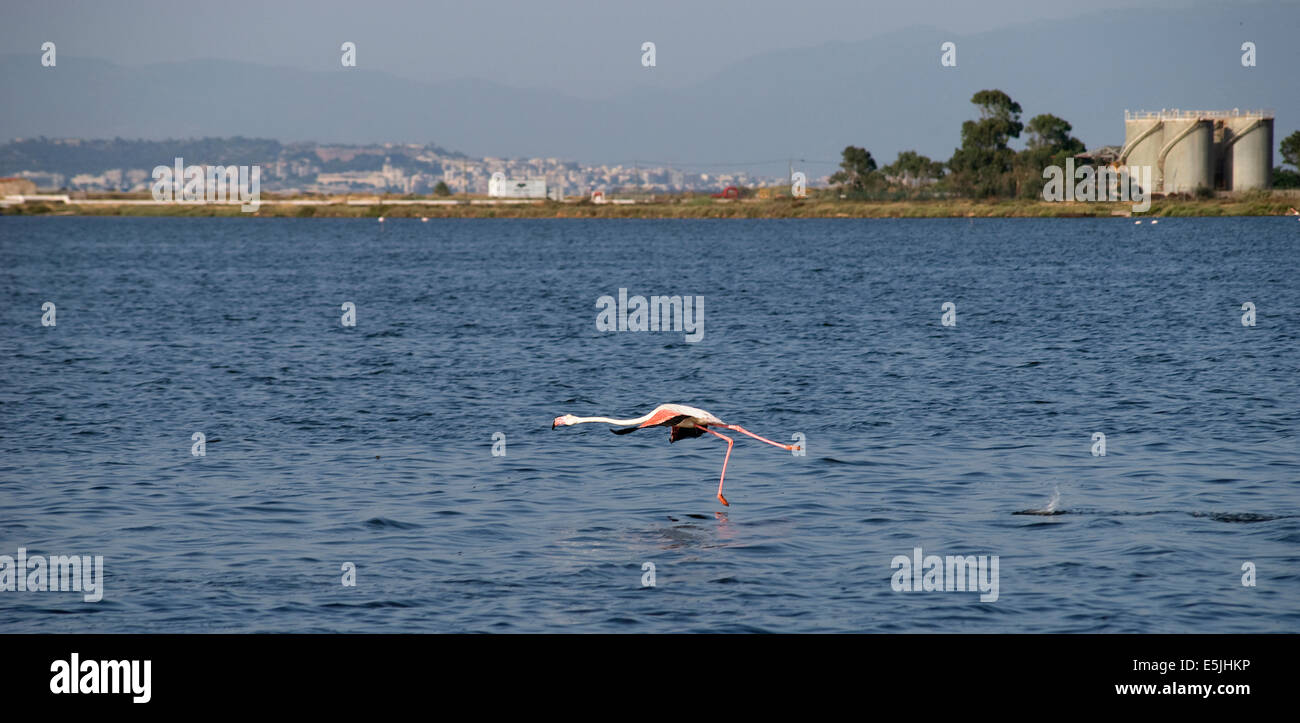 Flying flamingo in Cagliari Stock Photo - Alamy