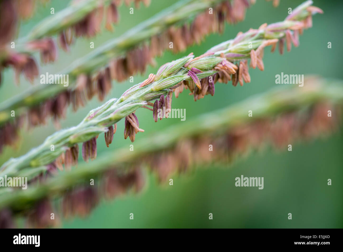 Corn anthers hi-res stock photography and images - Alamy