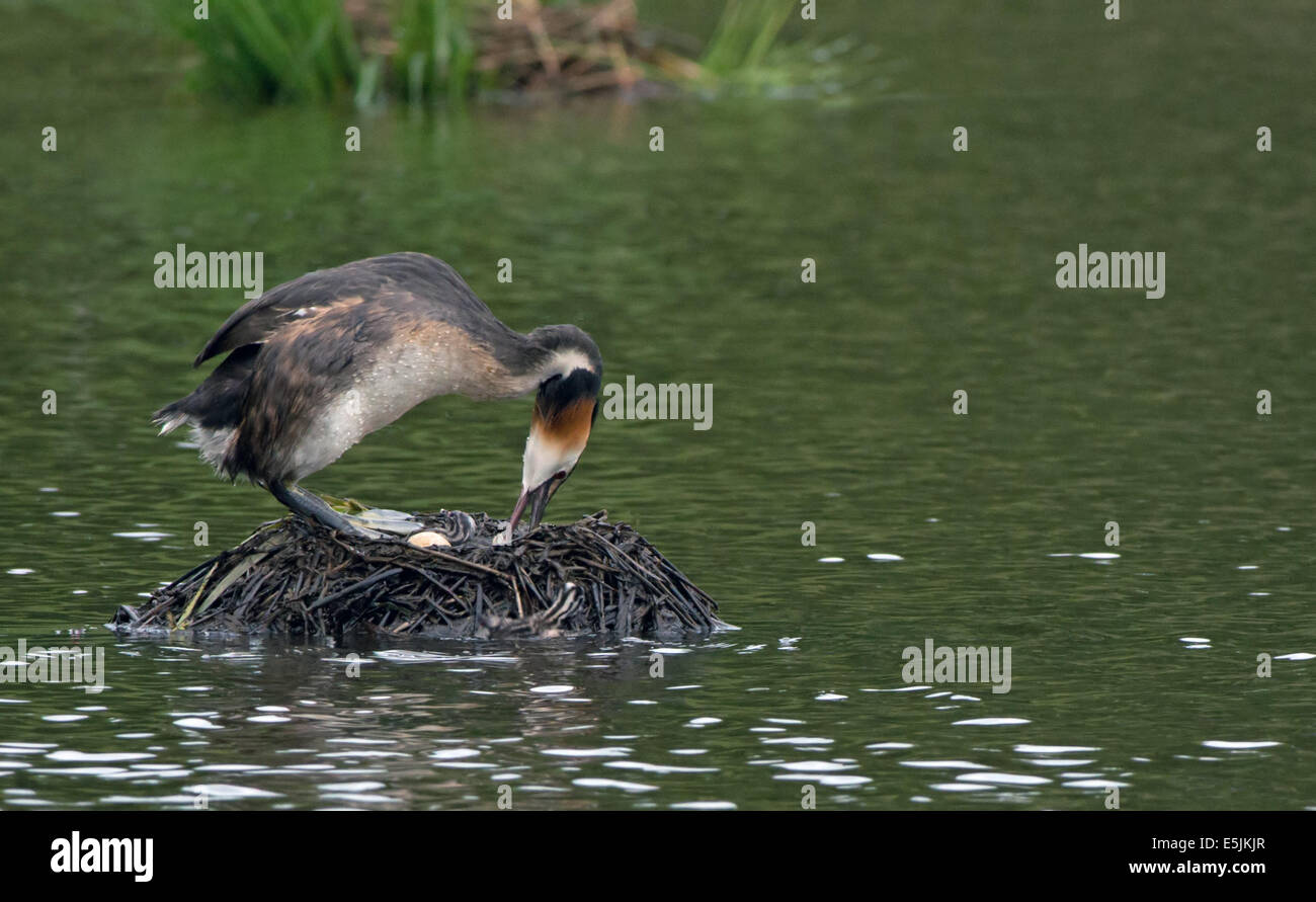 Crested grebe nest with egg hi-res stock photography and images - Alamy