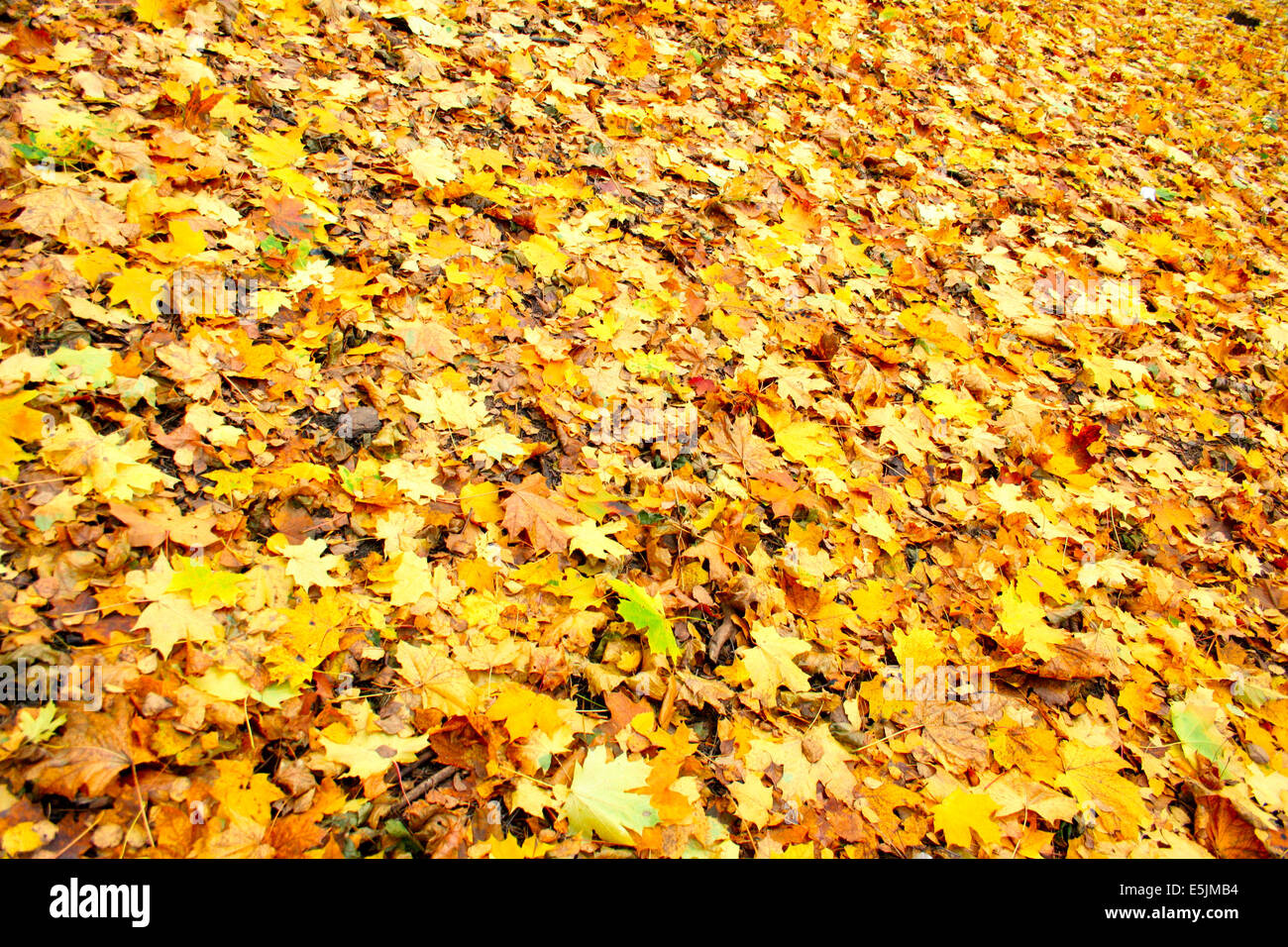 Fallen maple leaves, may be used as background Stock Photo - Alamy