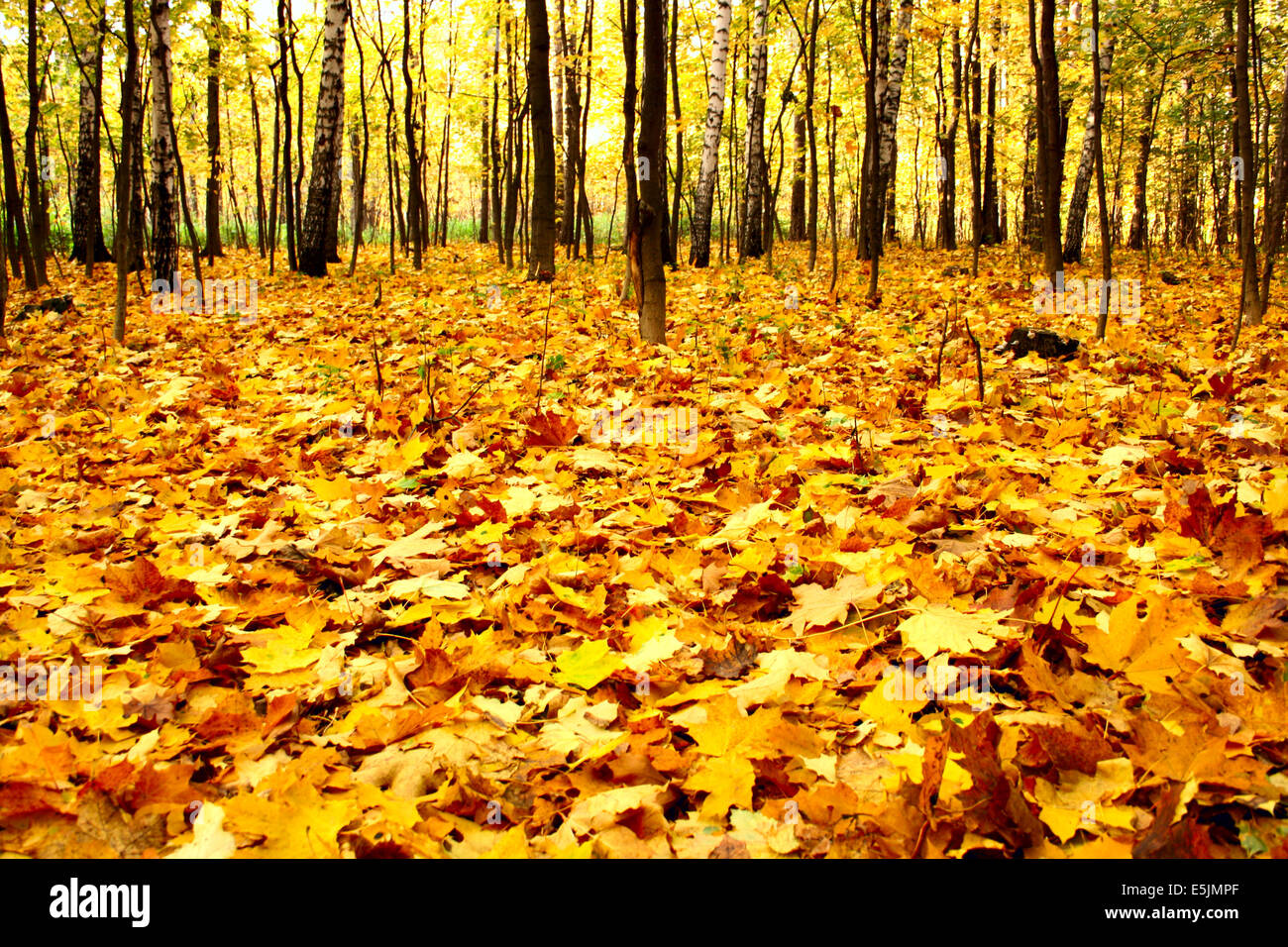 Edge of the forest wilth yellow dead maple leaves Stock Photo - Alamy