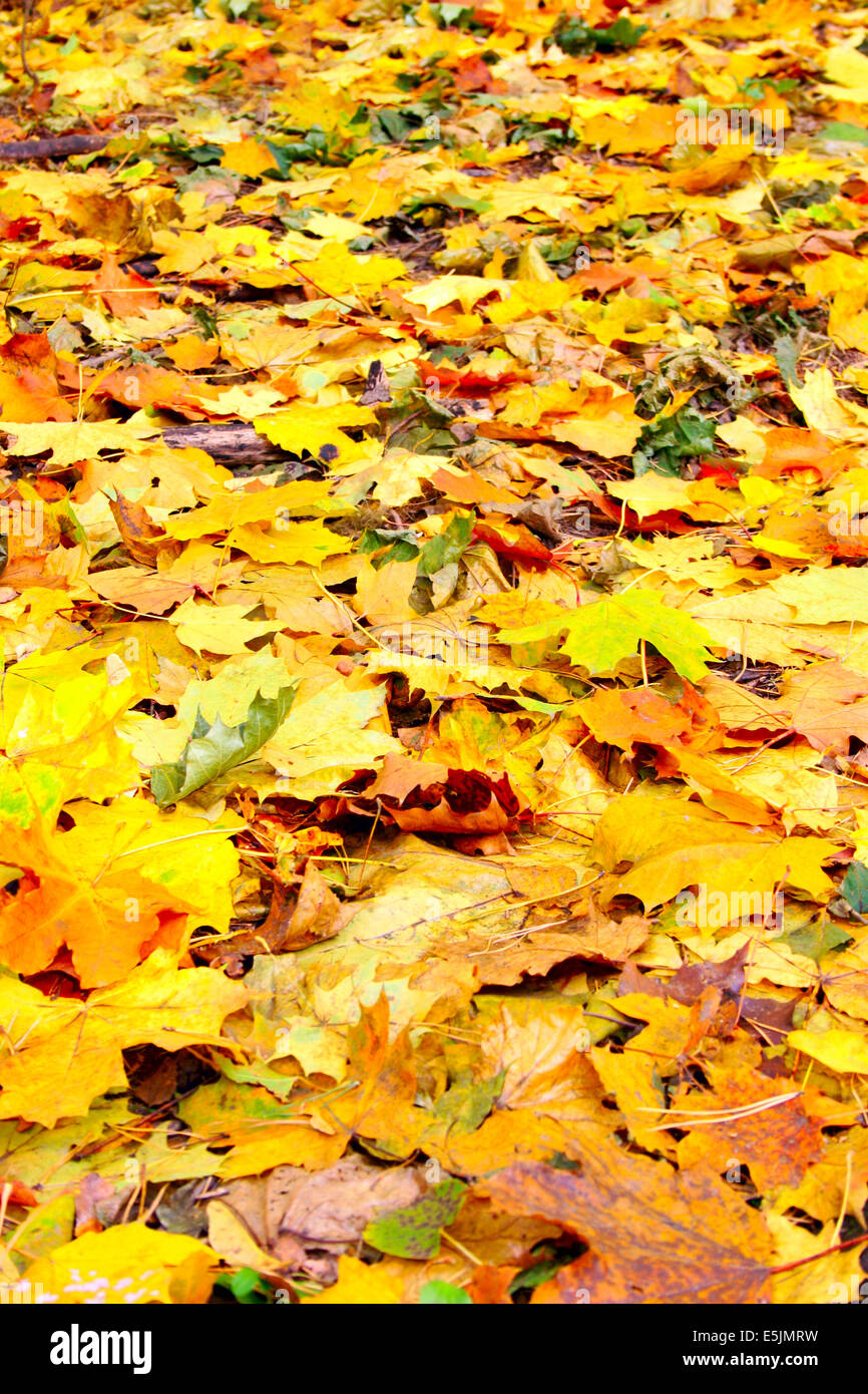 Lots dead maple leves, may be used as background Stock Photo - Alamy