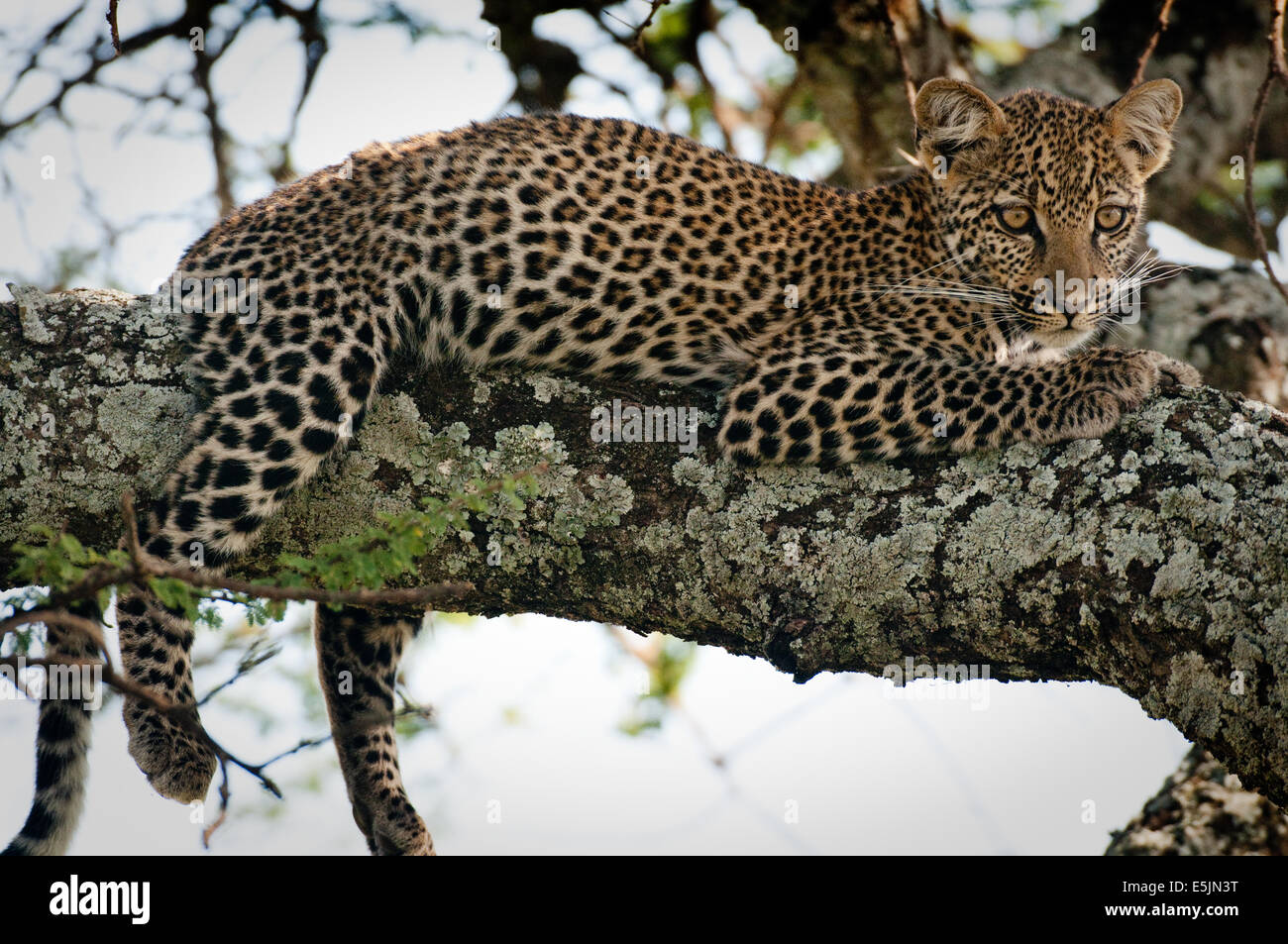 Young leopard lying on tree limb Stock Photo - Alamy