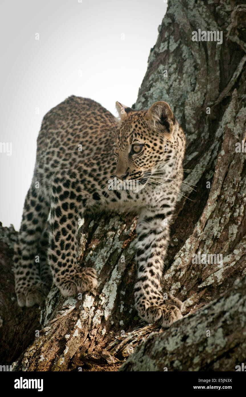 Leopard in tree hi-res stock photography and images - Alamy