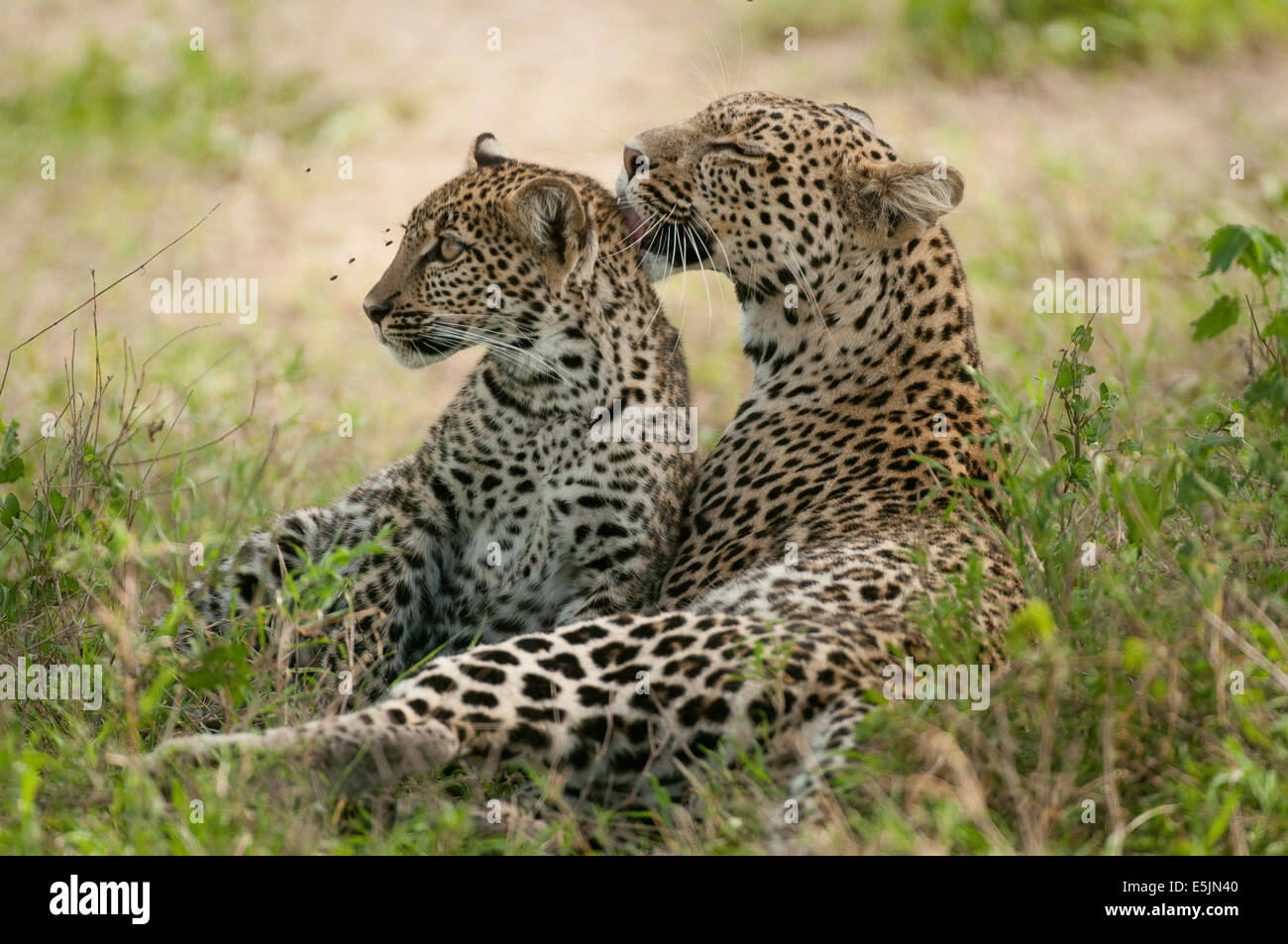 Leopard predator hi-res stock photography and images - Alamy