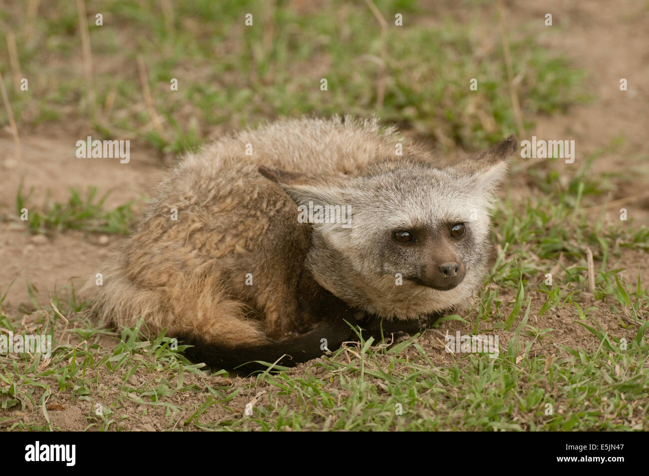 Fox looking down hi-res stock photography and images - Alamy