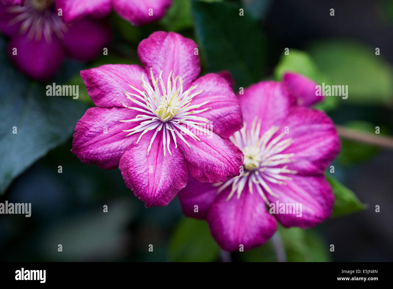 Clematis 'Ville De Lyon' flowers Stock Photo - Alamy