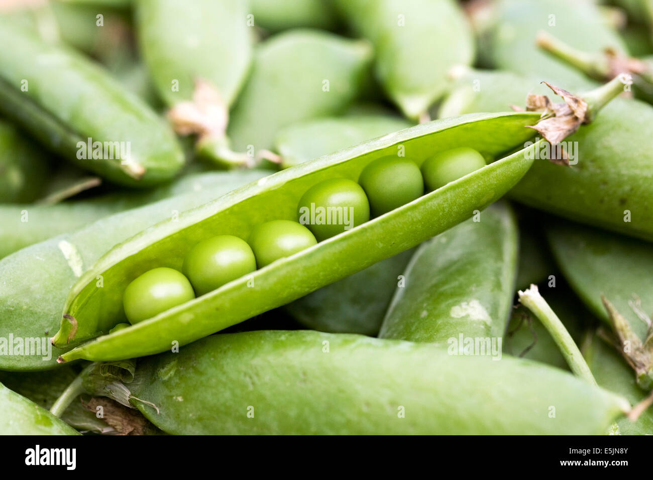 Pisum sativum. Freshly picked peas Stock Photo - Alamy