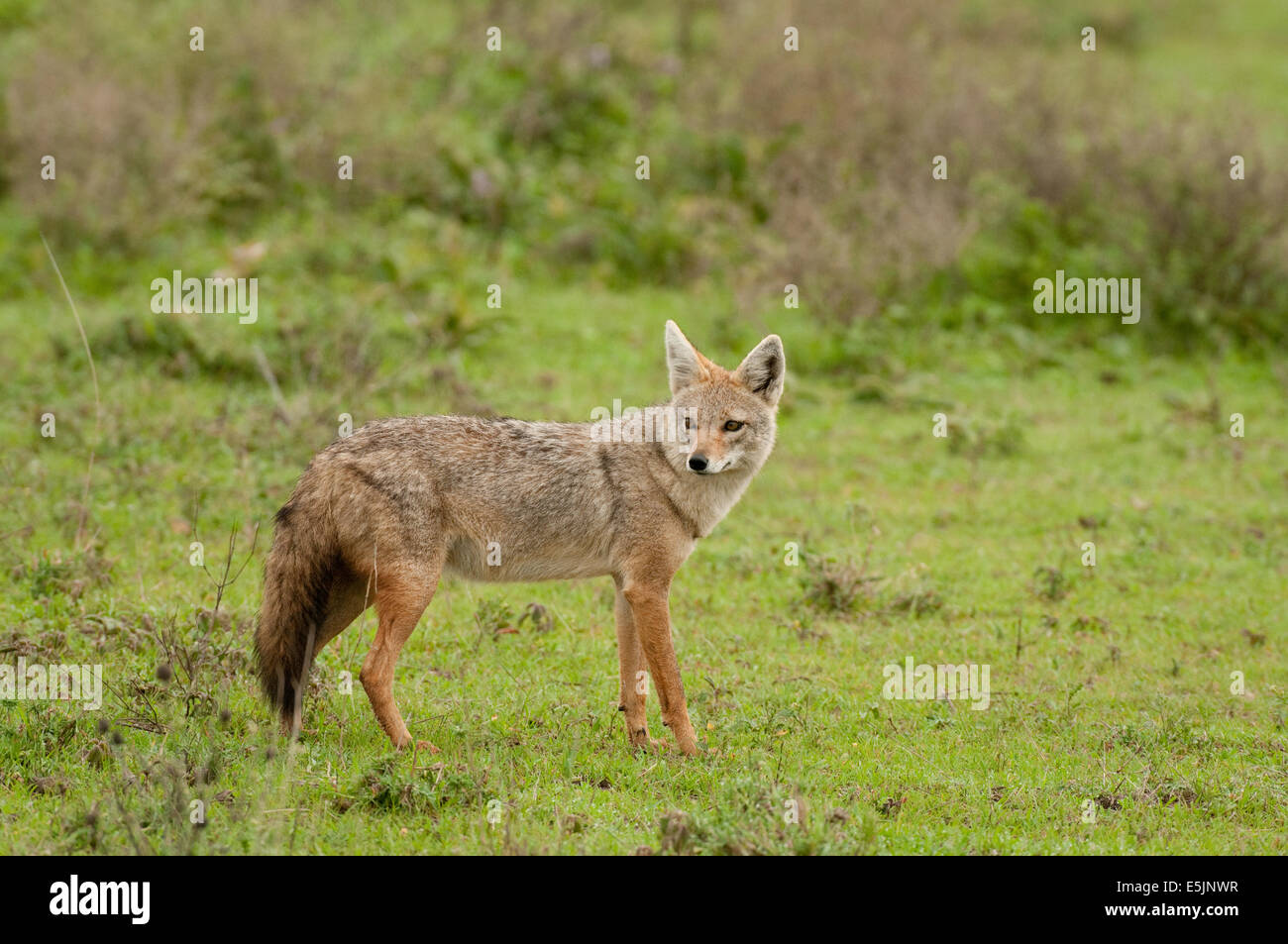 Golden jackal standing hi-res stock photography and images - Alamy