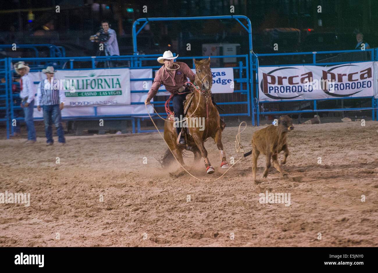 Cowboy Participating in a Calf roping Competition at the Helldorado ...