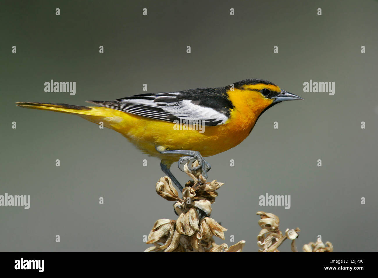 Bullock's Oriole - Icterus bullockii - Adult male Stock Photo - Alamy