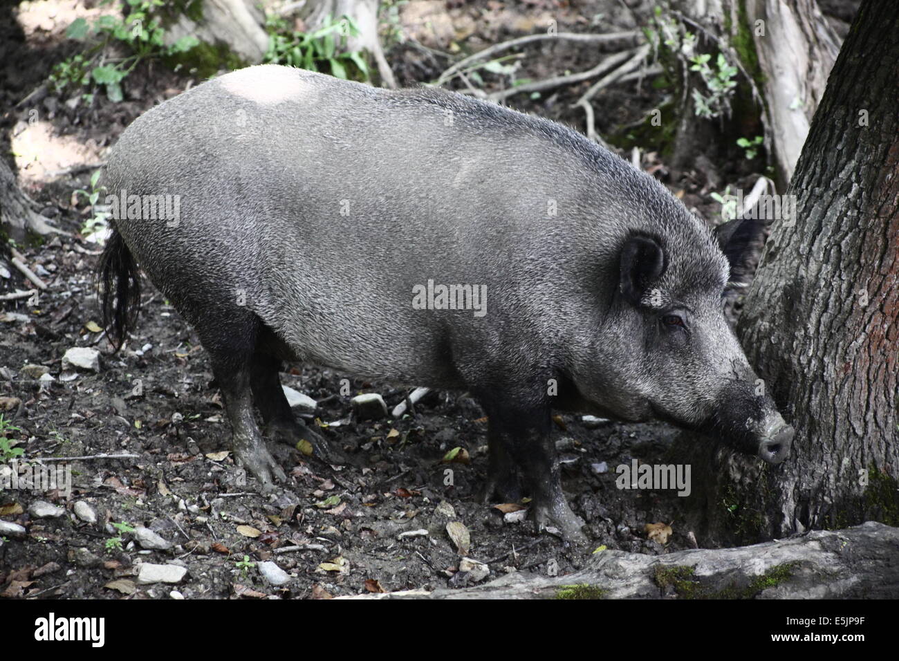 Wild boar in a forest Stock Photo - Alamy