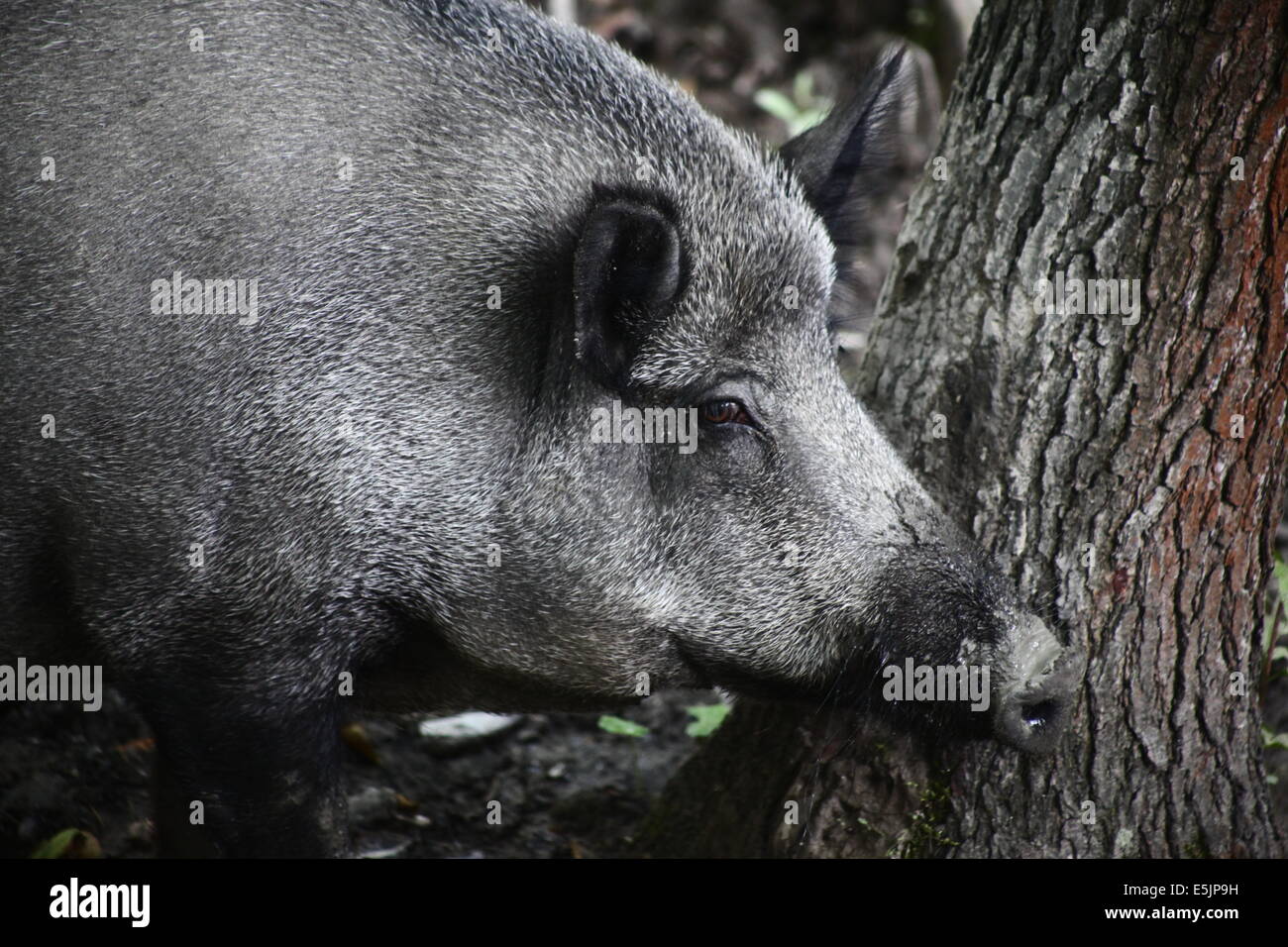 Wild boar in a forest Stock Photo - Alamy