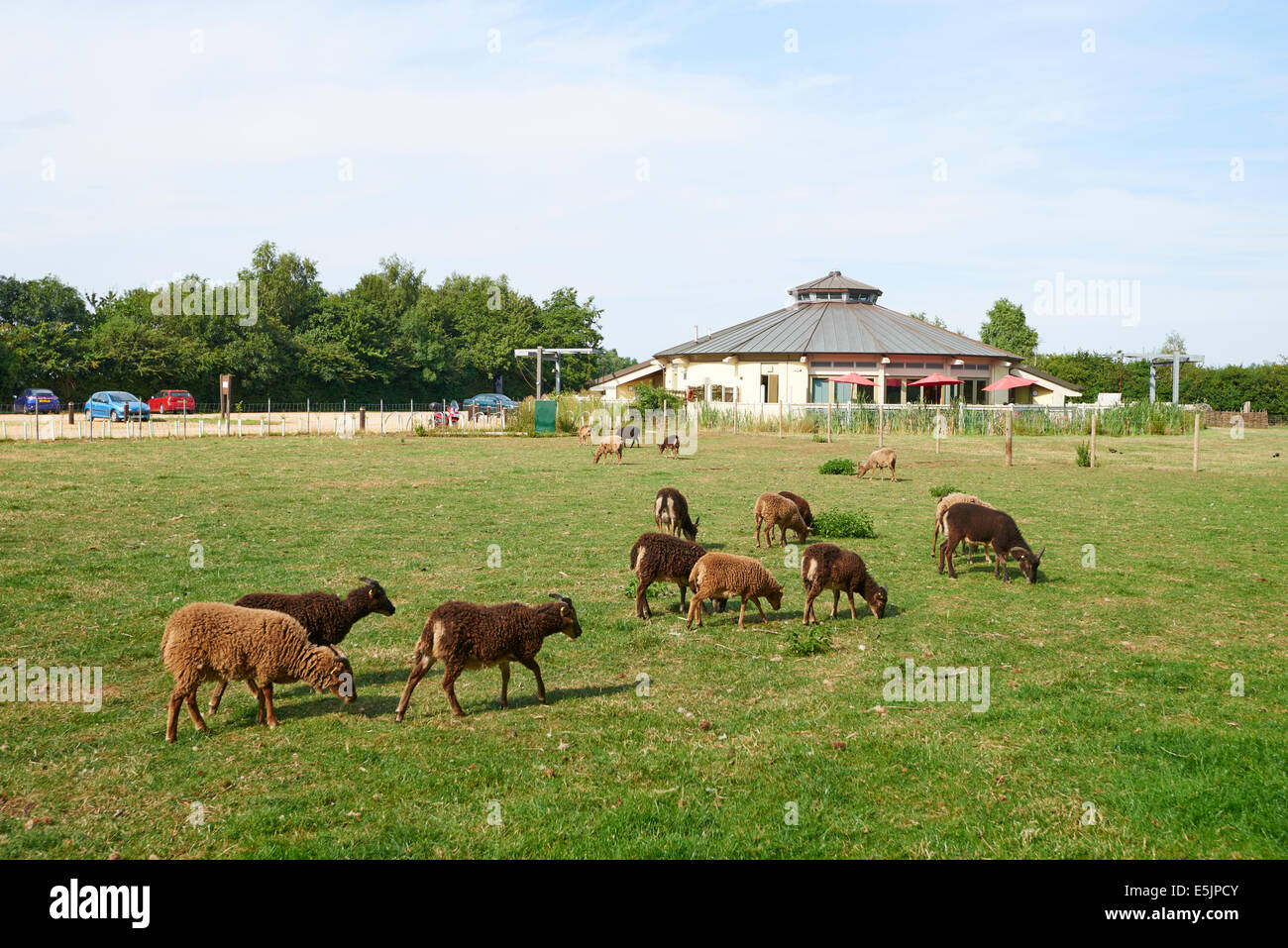 Visitor Centre Flag Fen Bronze Age Centre Fenland Cambridgeshire UK ...
