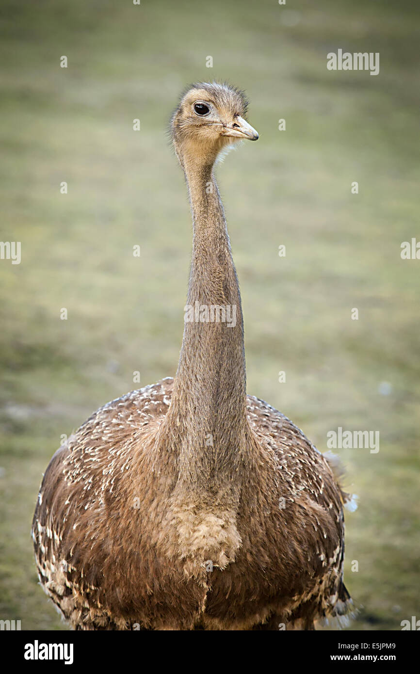 Ostrich bird front portrait in the park Stock Photo - Alamy