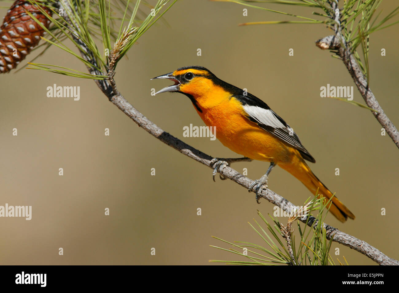 Bullock's Oriole - Icterus bullockii - Adult male Stock Photo - Alamy