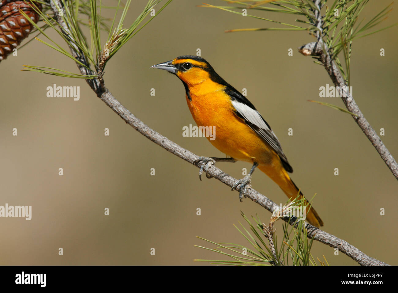 Bullock's Oriole - Icterus bullockii - Adult male Stock Photo - Alamy