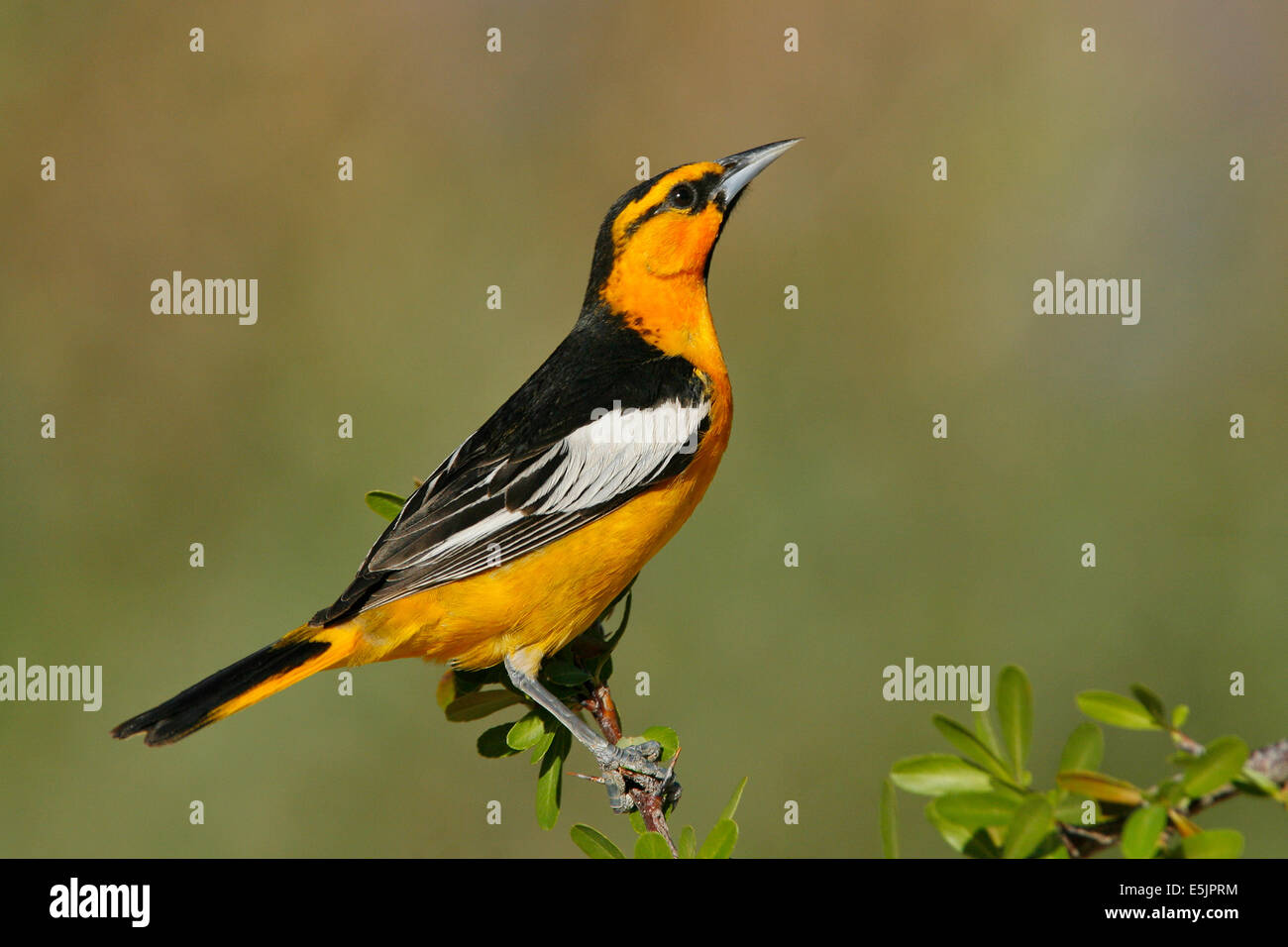 Bullock's Oriole - Icterus bullockii - Adult male Stock Photo - Alamy