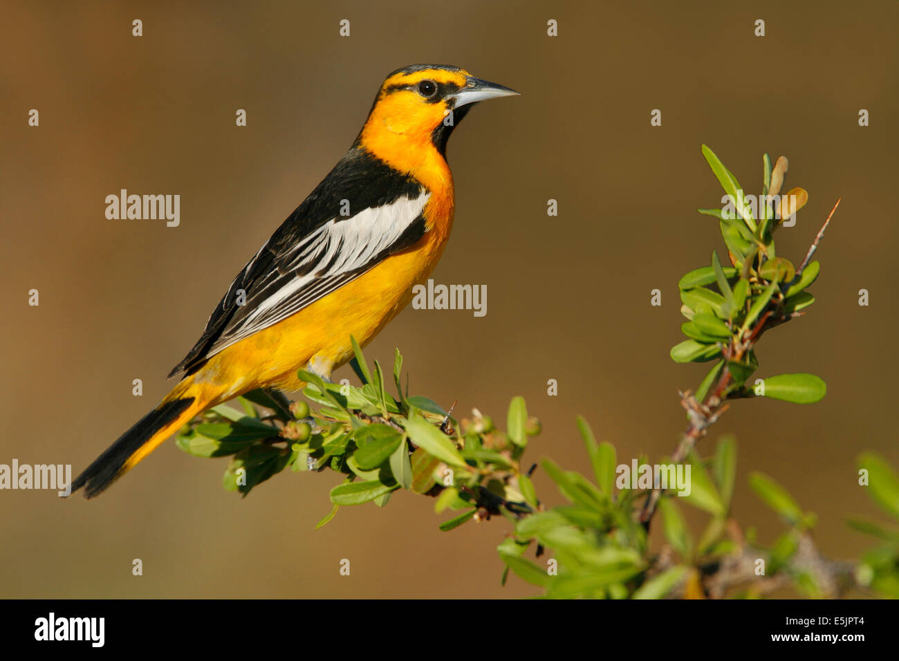 Bullock's Oriole - Icterus bullockii - Adult male breeding Stock Photo ...