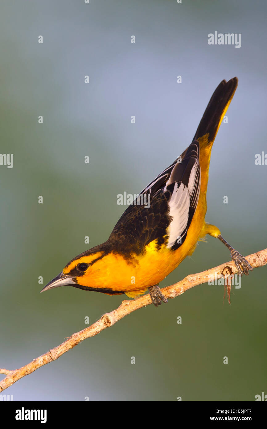 Bullock's Oriole - Icterus bullockii - Adult male Stock Photo - Alamy