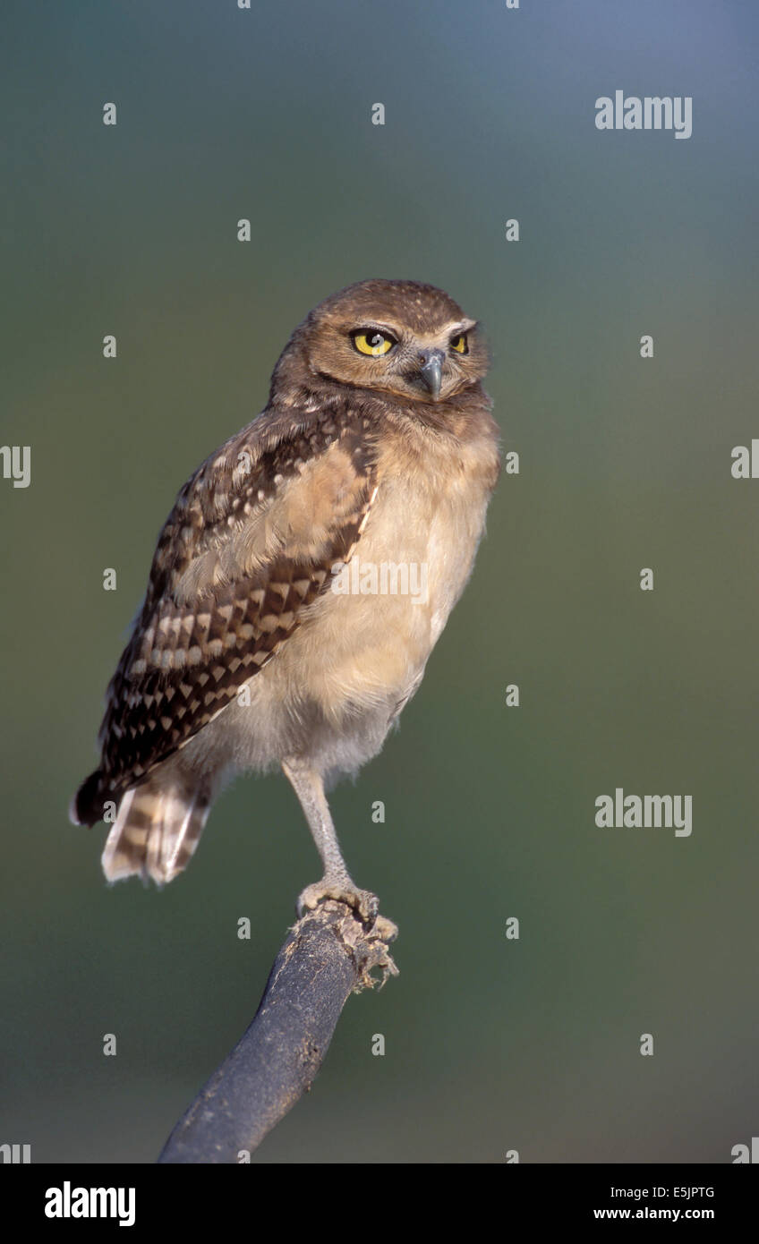 Juvenile owls hi-res stock photography and images - Alamy