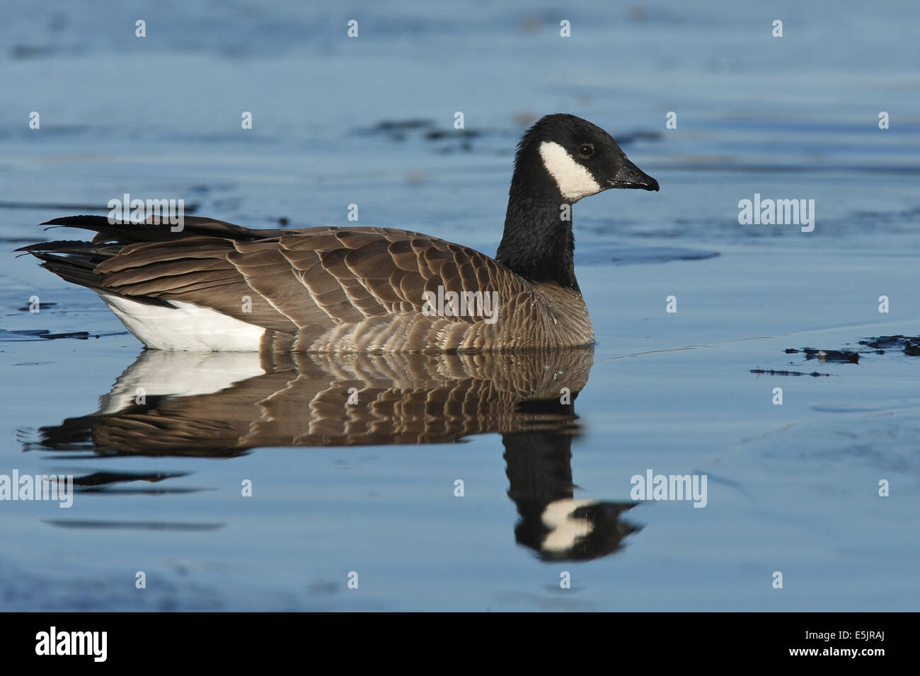 Cackling goose hi-res stock photography and images - Alamy