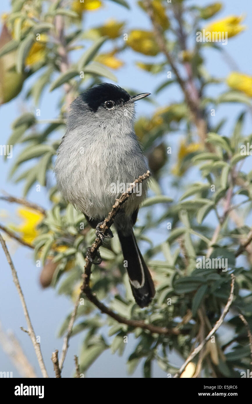 California Gnatcatcher - Polioptila californica - Adult male breeding ...