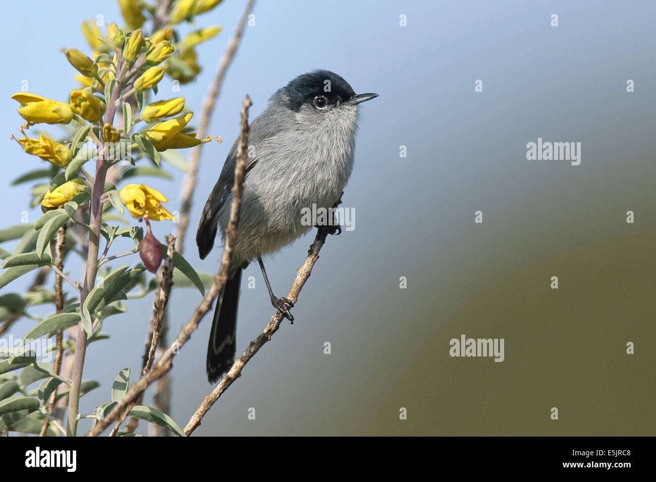 California Gnatcatcher - Polioptila californica - Adult male breeding ...