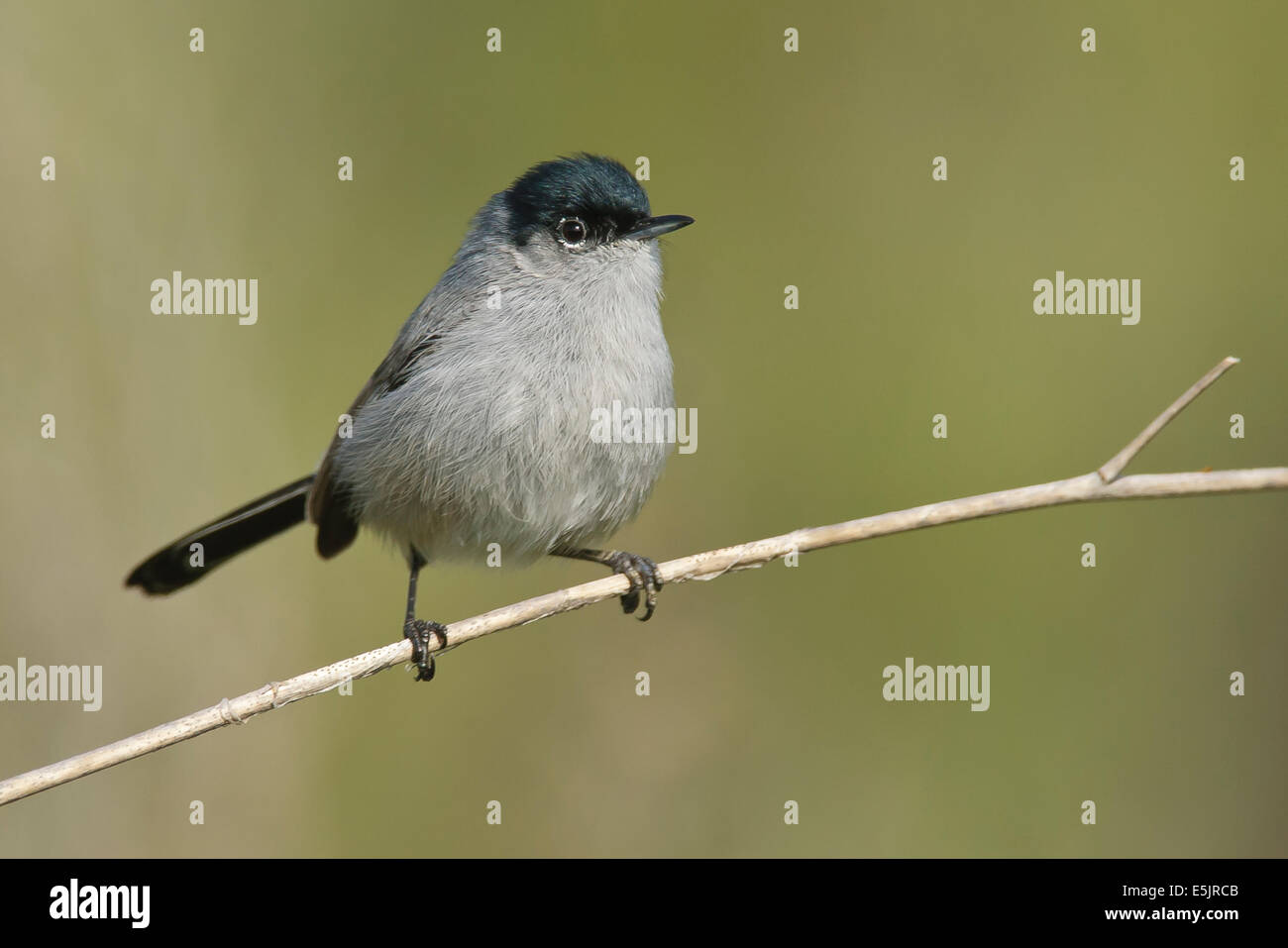 California Gnatcatcher - Polioptila californica - Adult male breeding ...