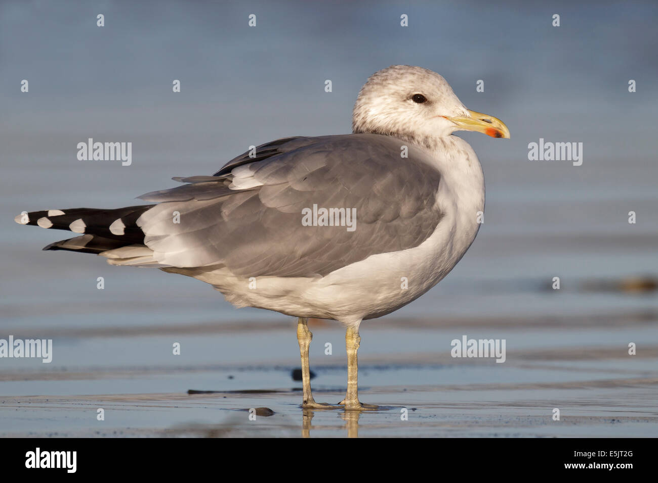 California Gull - Larus californicus - Adult non-breeding Stock Photo ...