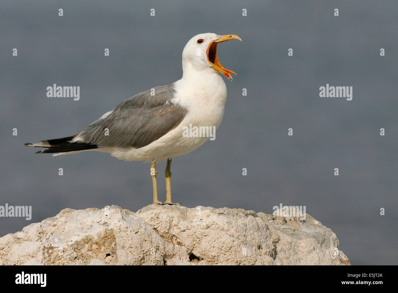 Californicus larus hi-res stock photography and images - Alamy