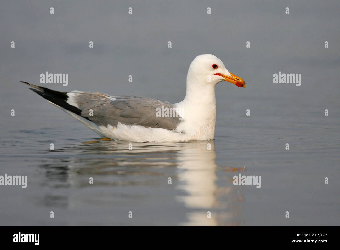 California Gull - Larus californicus - Adult breeding Stock Photo - Alamy