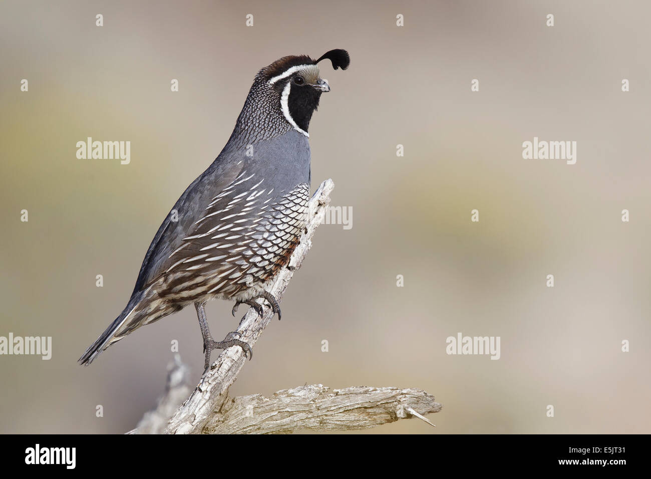 Californian quails hi-res stock photography and images - Alamy