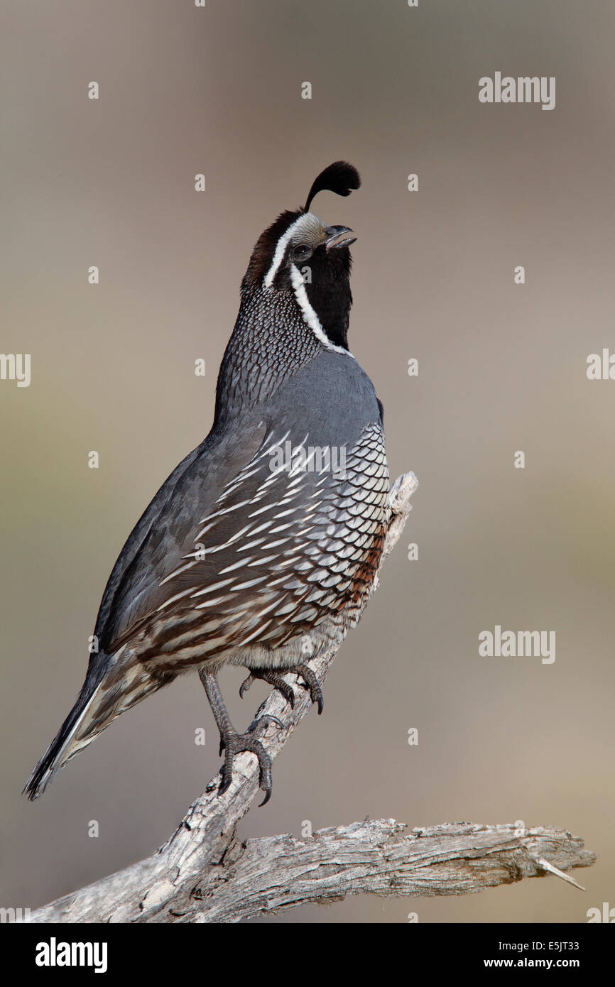 California Quail - Callipepla californica - Adult male Stock Photo - Alamy