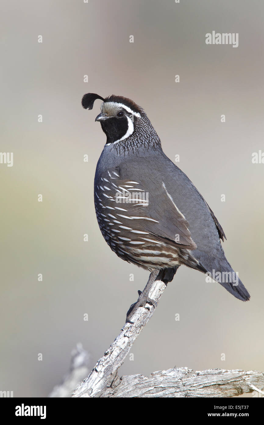 California Quail - Callipepla californica - Adult male Stock Photo - Alamy