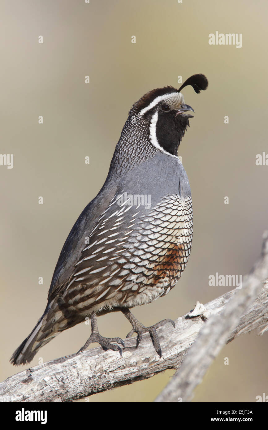 California Quail - Callipepla californica - Adult male Stock Photo - Alamy