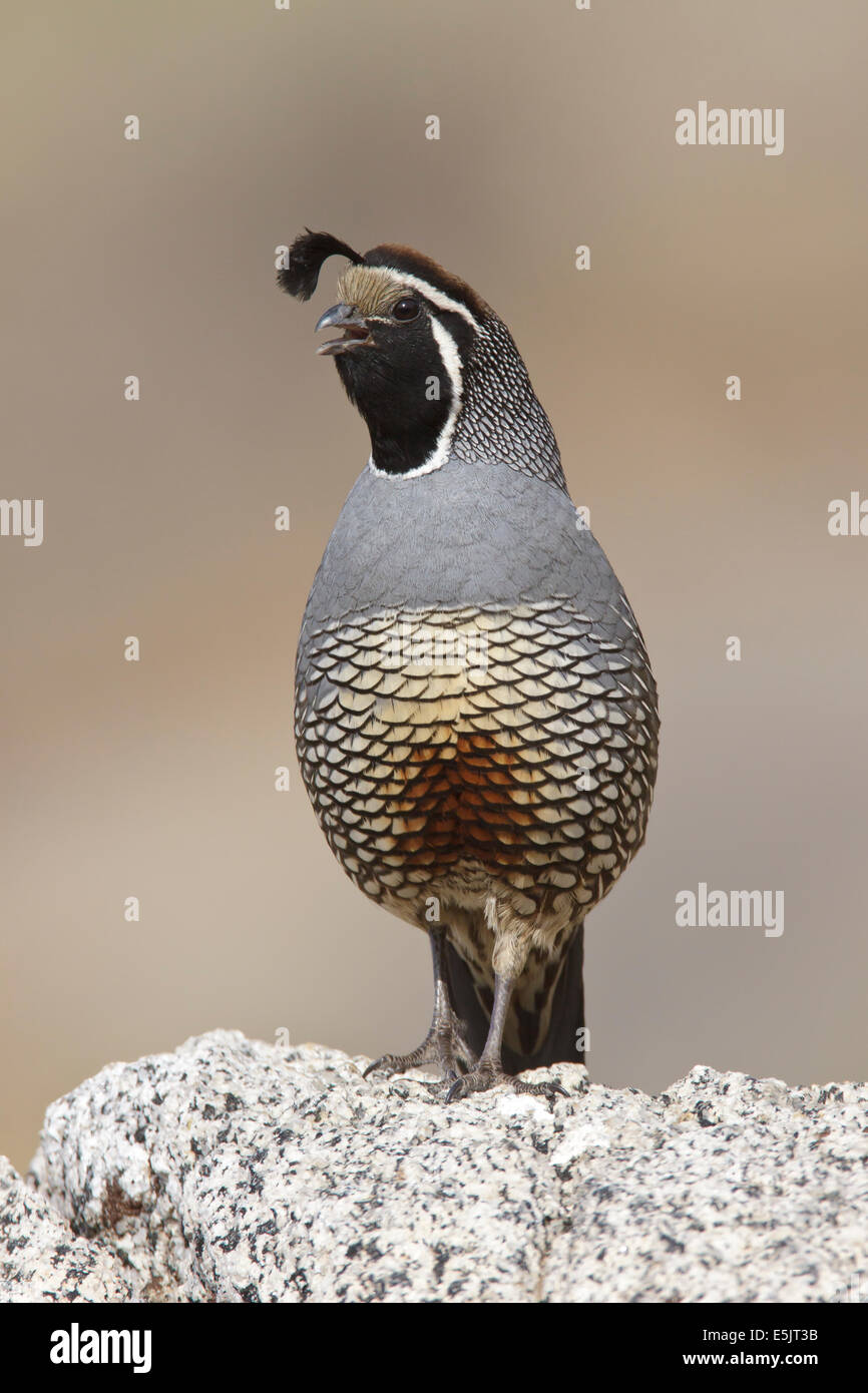 California Quail - Callipepla californica - Adult male Stock Photo - Alamy