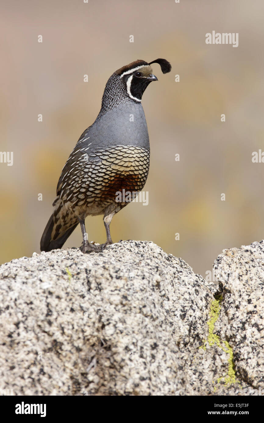 California Quail - Callipepla californica - Adult male Stock Photo - Alamy
