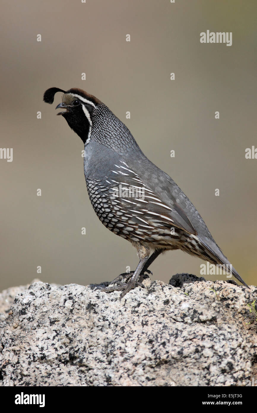 Californian quails hi-res stock photography and images - Alamy