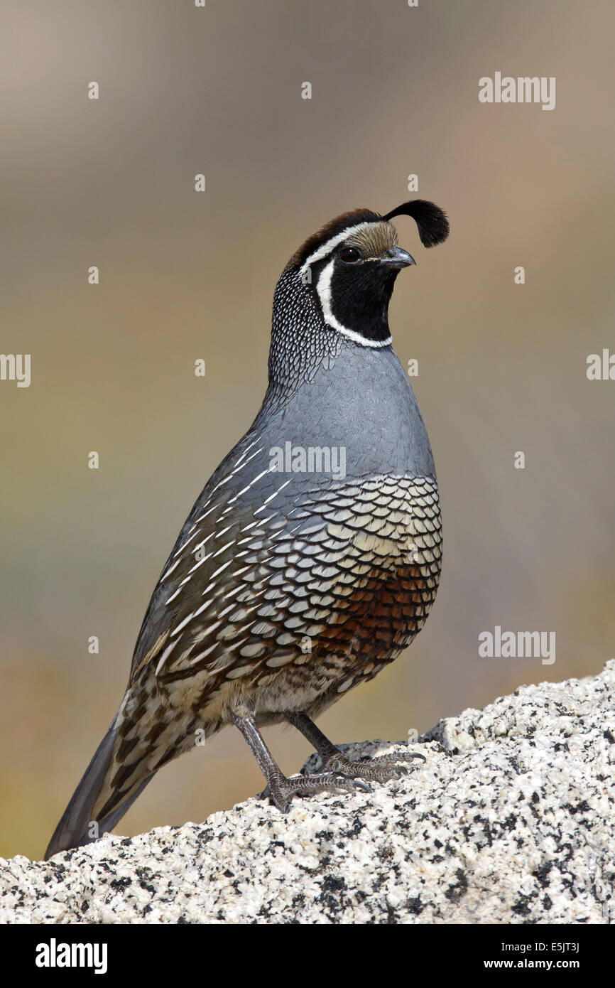 Californian quails hi-res stock photography and images - Alamy